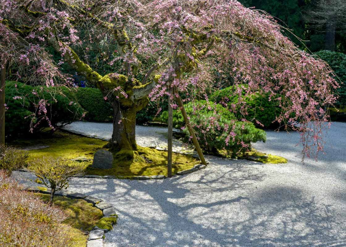 Where to See Cherry Blossoms in the US: The Complete List
