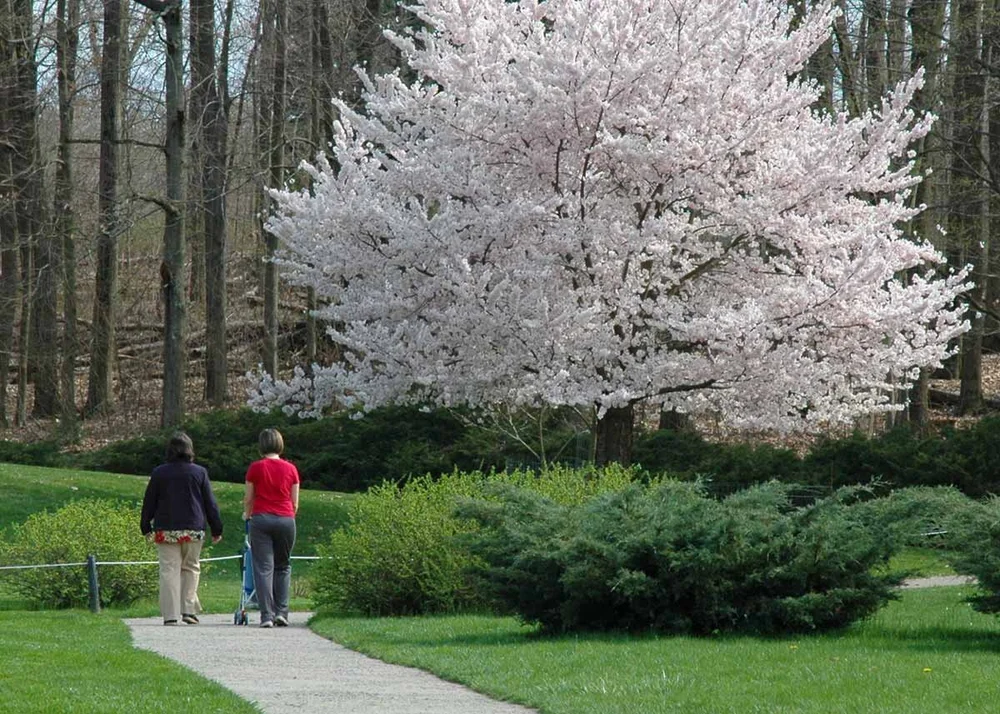 Where to See Cherry Blossoms in the US: The Complete List