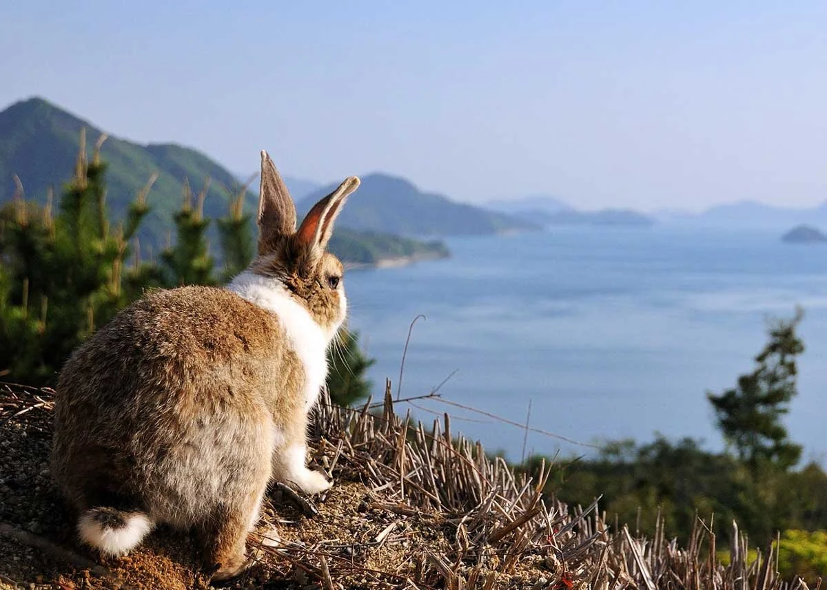35 Best Japanese Islands You Have to Visit