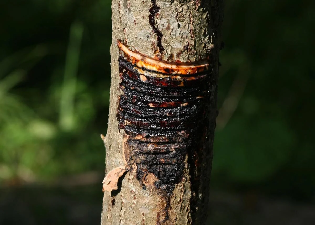 Urushi: All You Need to Know About Japanese Lacquer