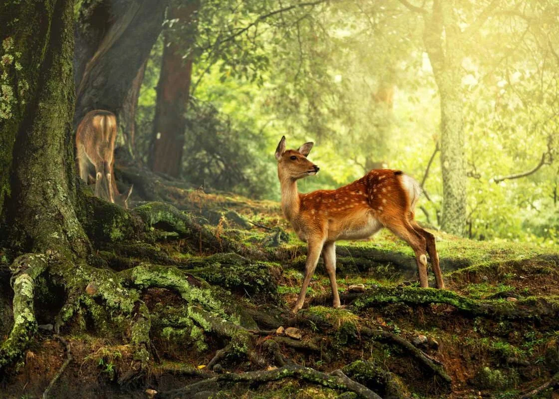 20 Best Things to Do in Nara for Every Season