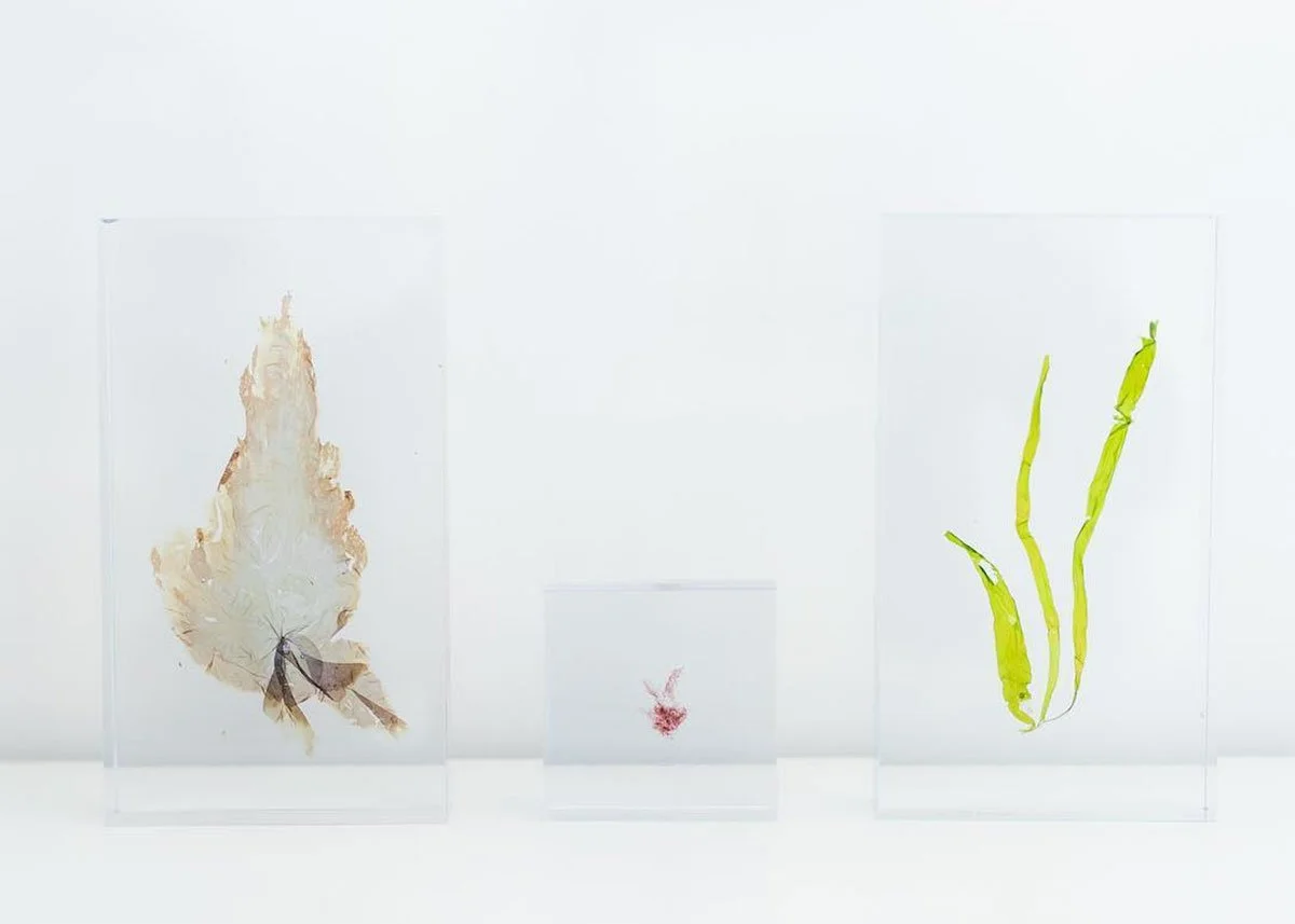 What is Nori? 8 Things to Know About Japanese Seaweed