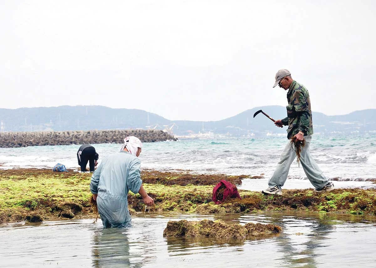 What is Nori? 8 Things to Know About Japanese Seaweed
