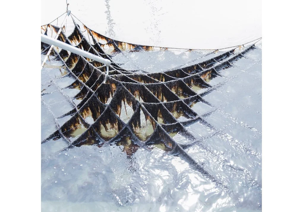 What is Nori? 8 Things to Know About Japanese Seaweed