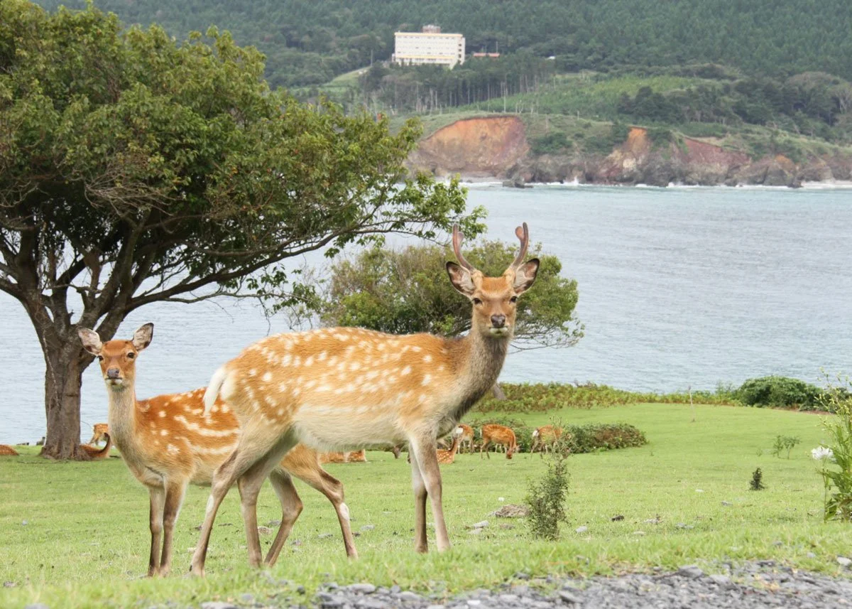 35 Best Japanese Islands You Have to Visit