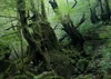 12 Best Things to Do on Yakushima Island