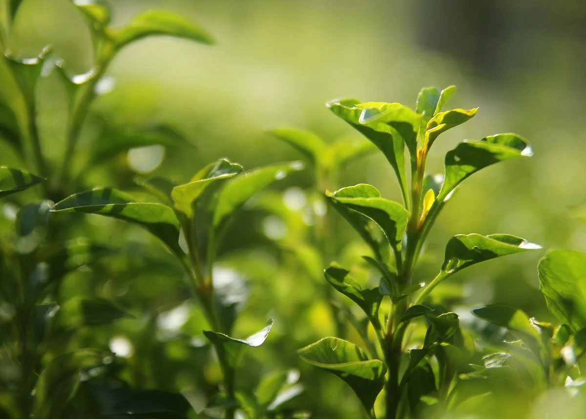 What is Japanese Tea and How to Make It Properly