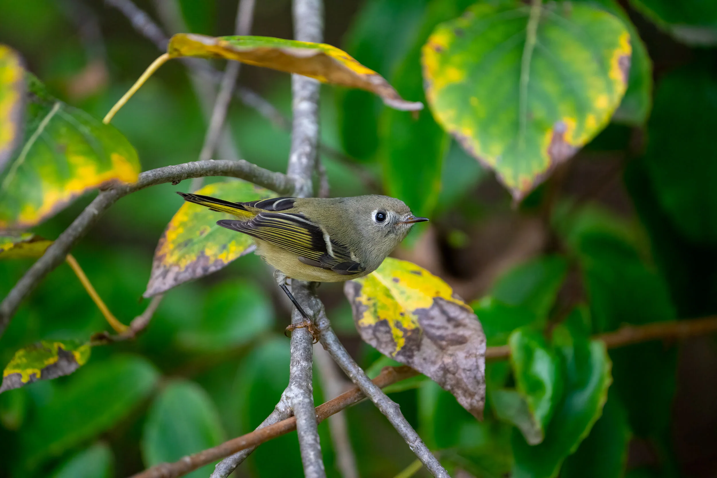 Bird Photography — Mekuna