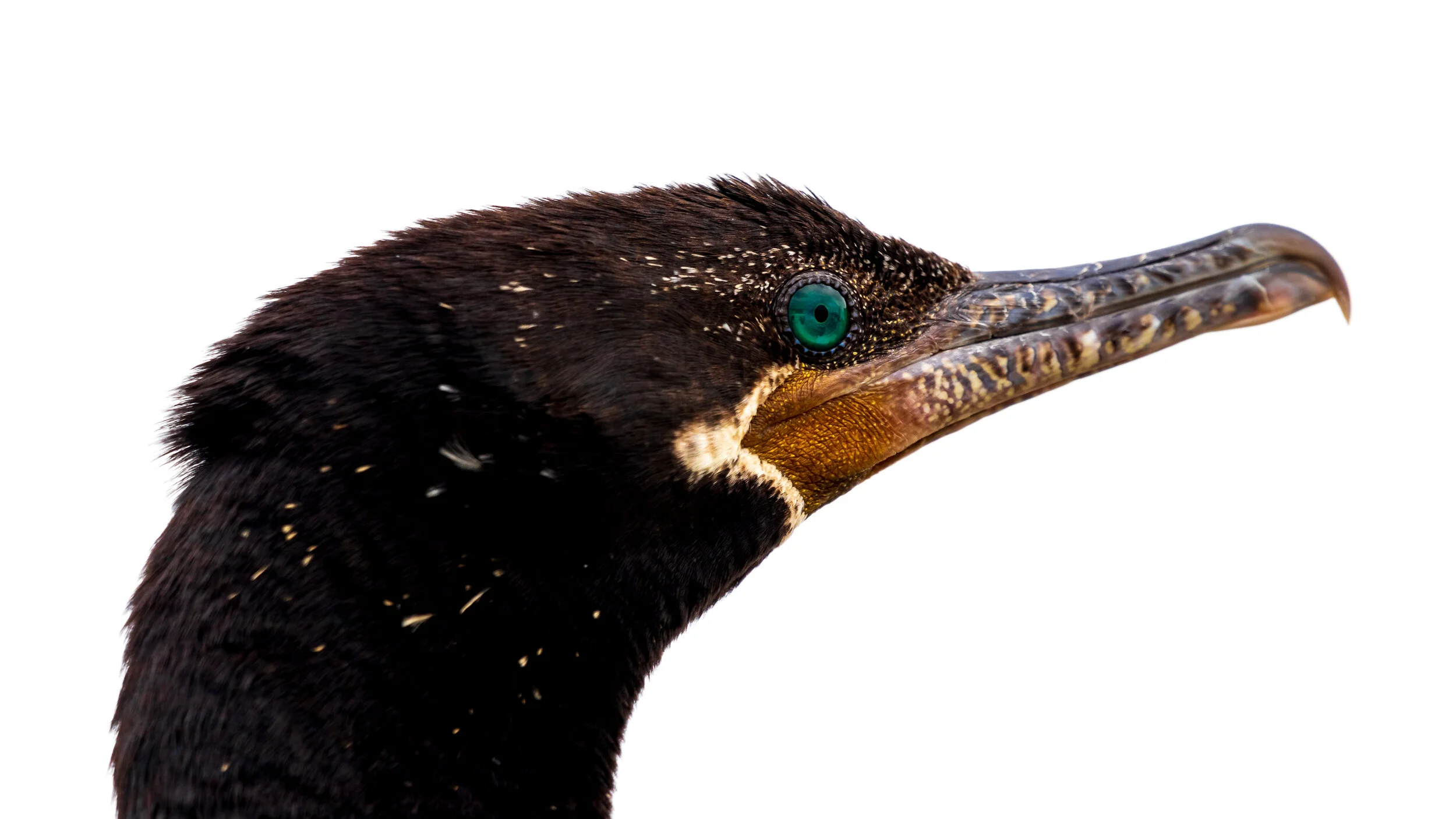 Bird Photography — Mekuna