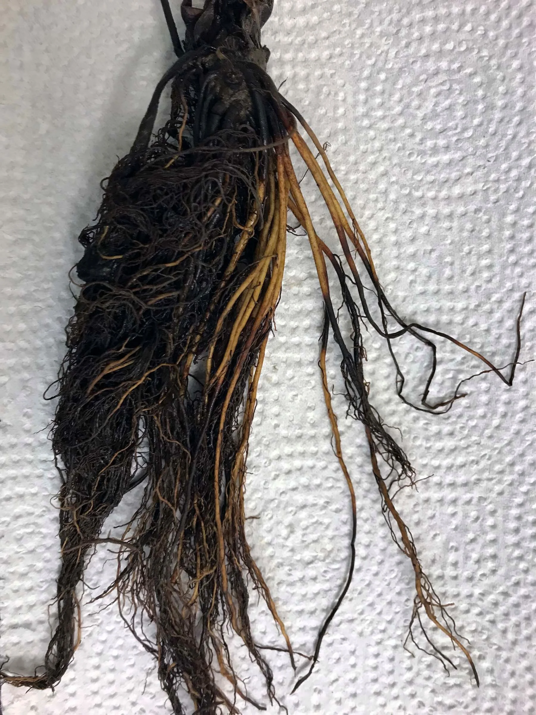 berry diseases — Blog — nysbga.org