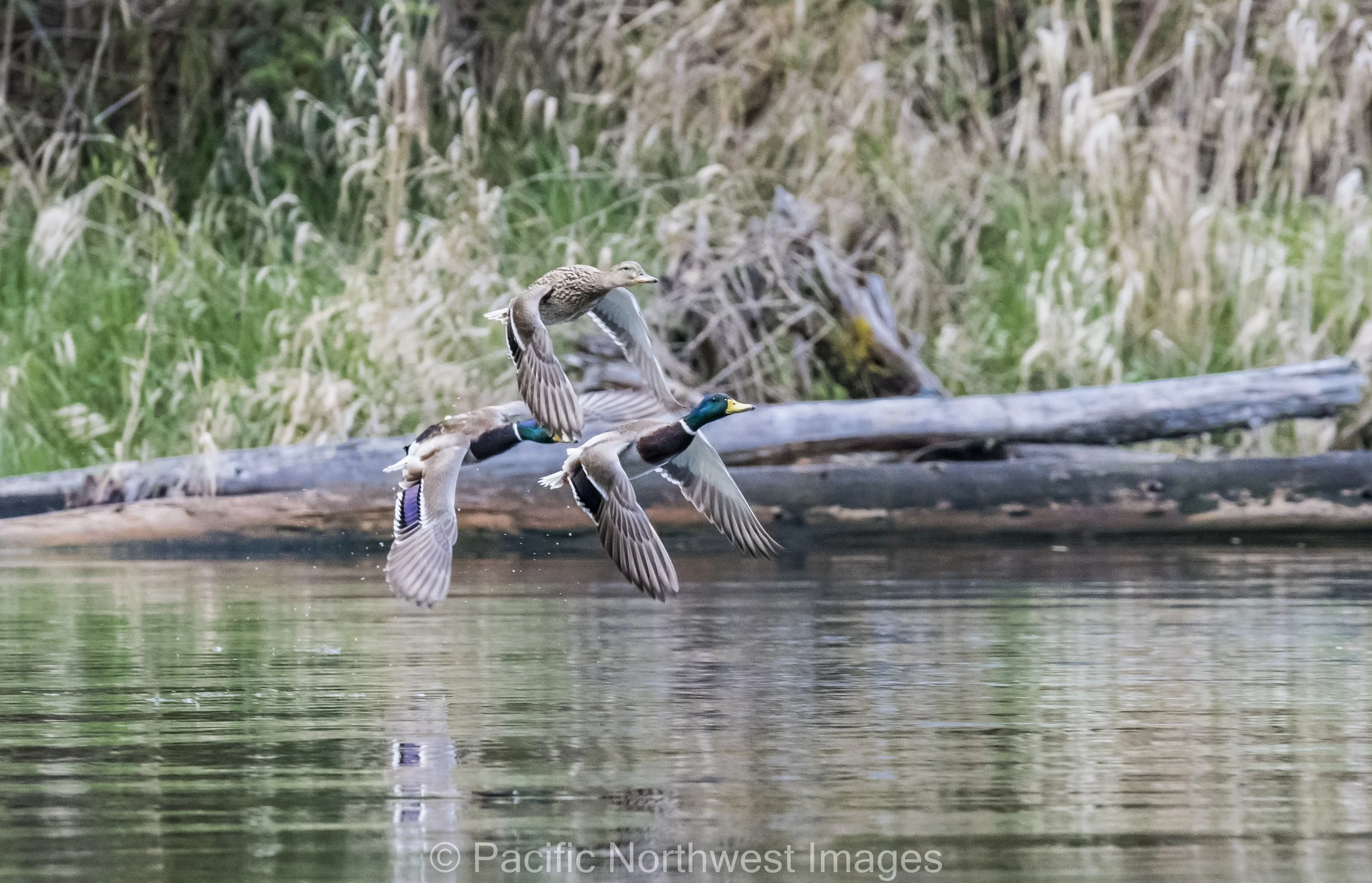 Wildlife — Images of the Pacific Northwest