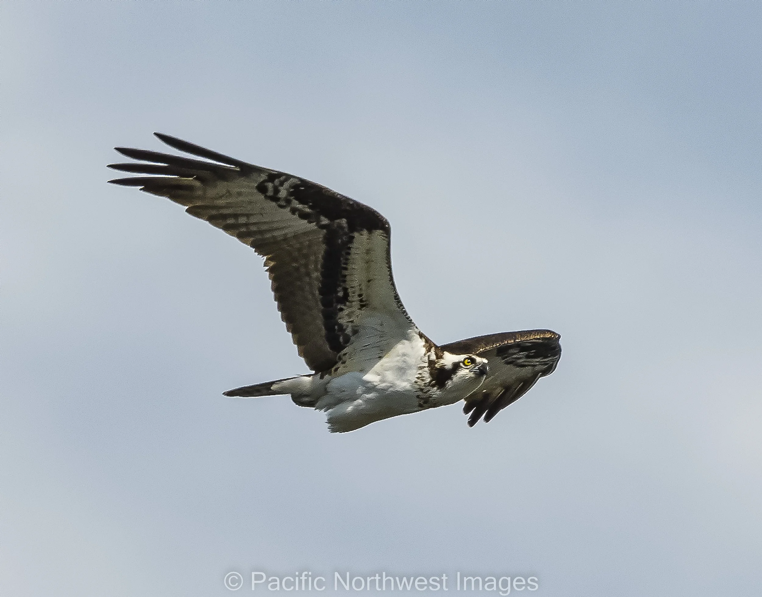 Wildlife — Images of the Pacific Northwest