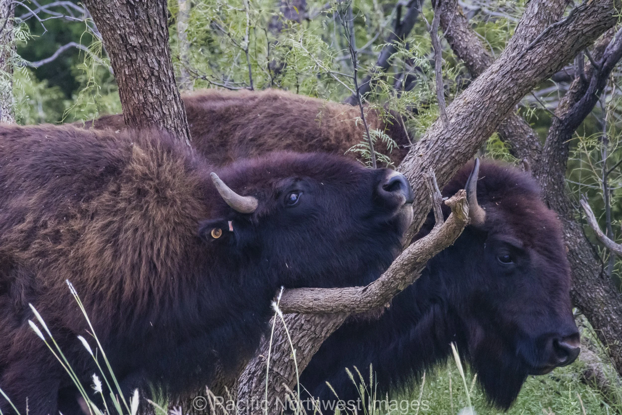 Wildlife — Images of the Pacific Northwest