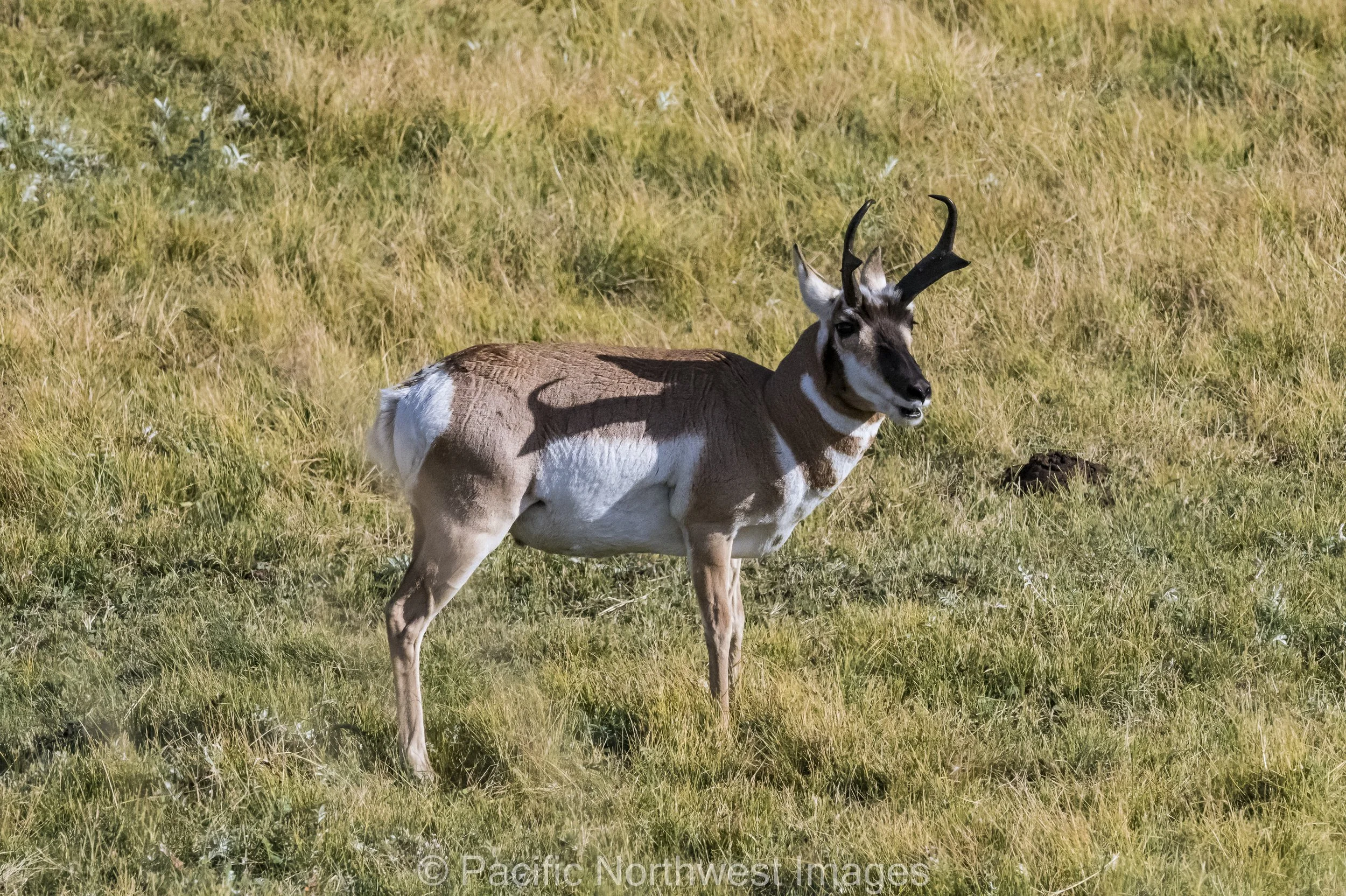 Wildlife — Images of the Pacific Northwest