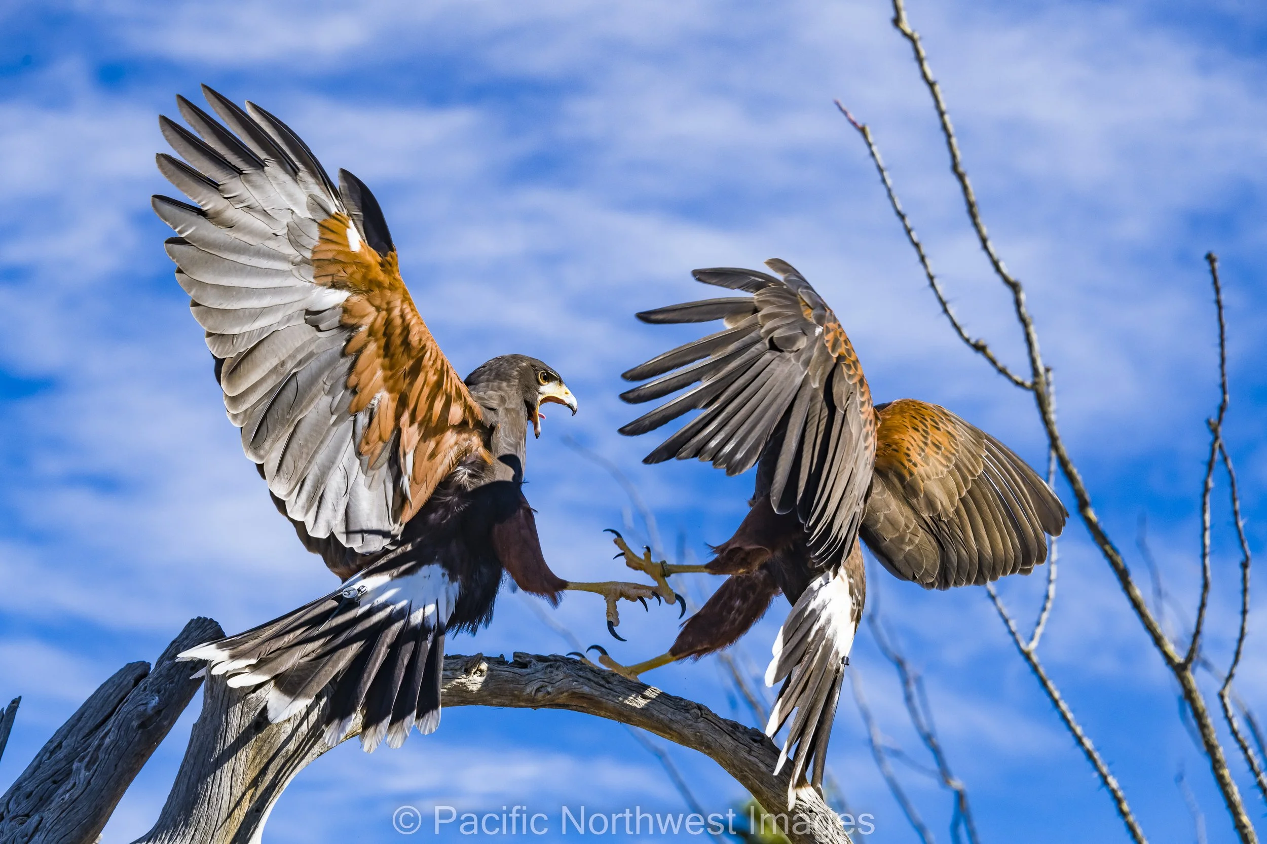 Images of the Pacific Northwest