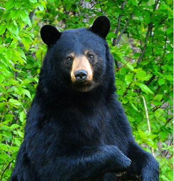 Black Bear Project — VETERINARY ENTOMOLOGY LABORATORY