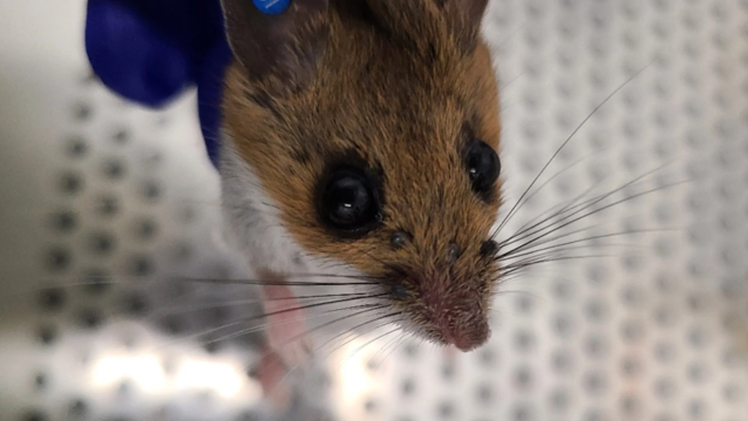 Projects — Veterinary Entomology Laboratory