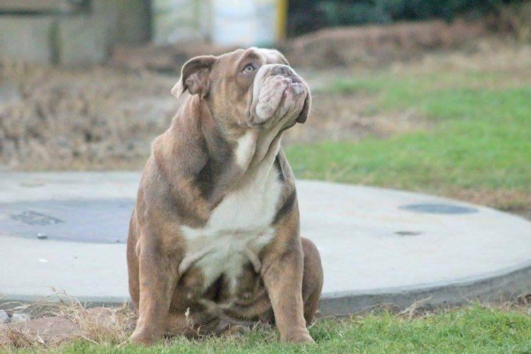 Are Australian Bulldogs Lazy