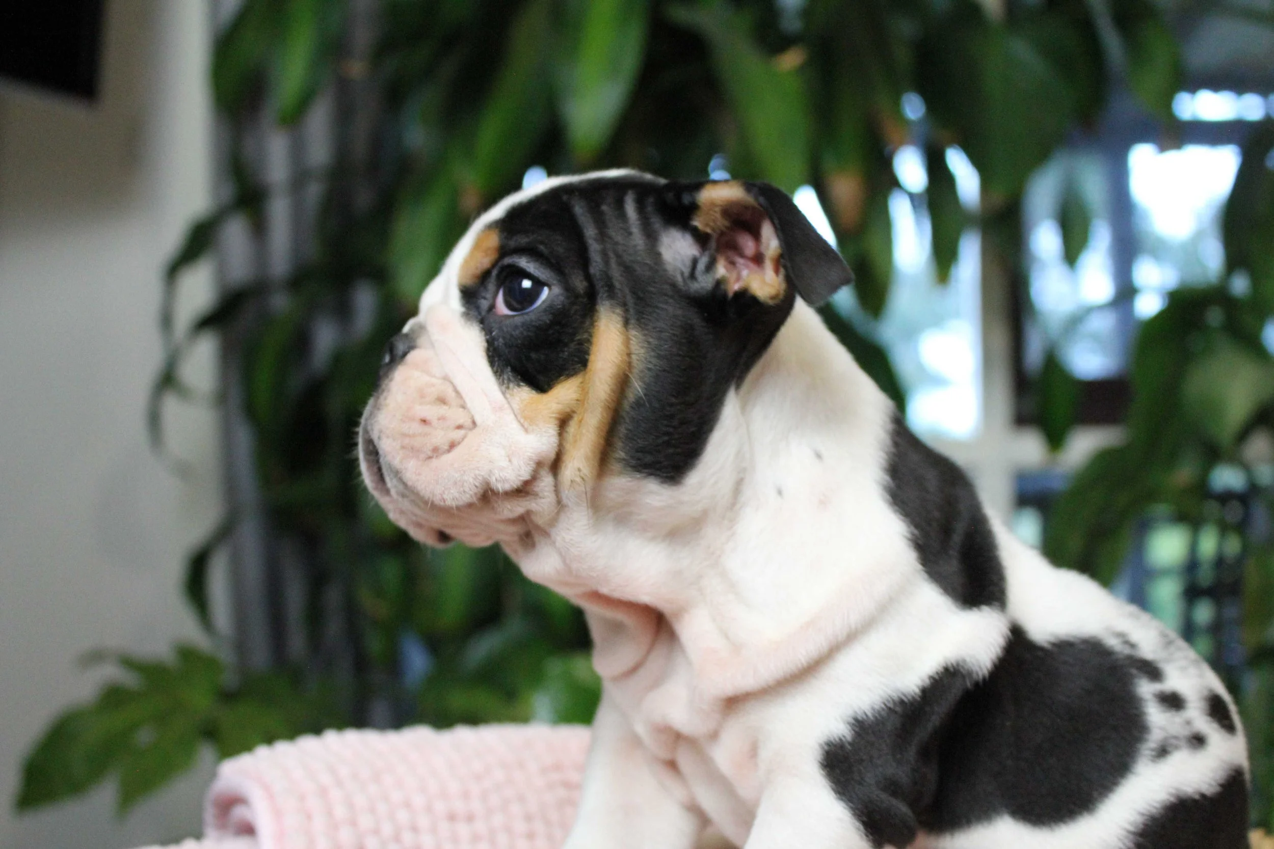 Puppies — ABCA