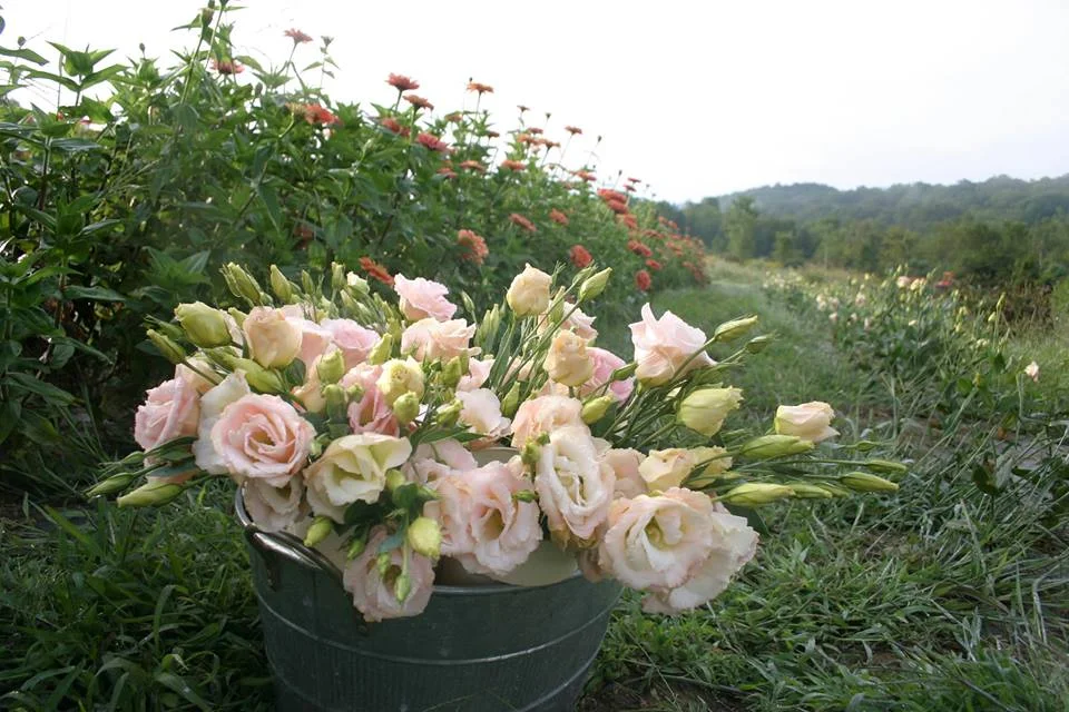 True Love Farm Vermont