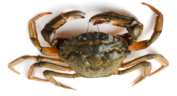 Greencrab.org