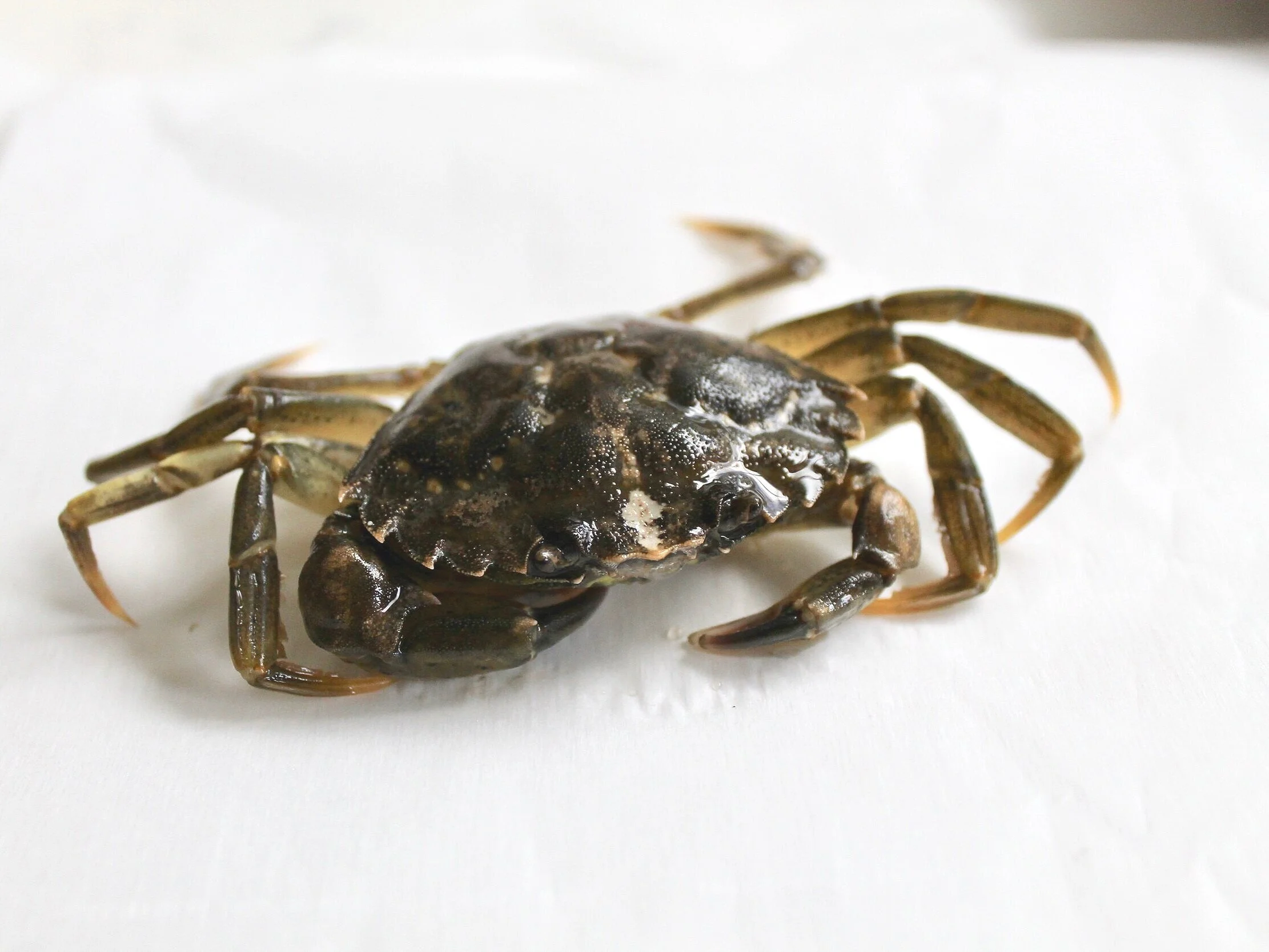 Greencrab.org