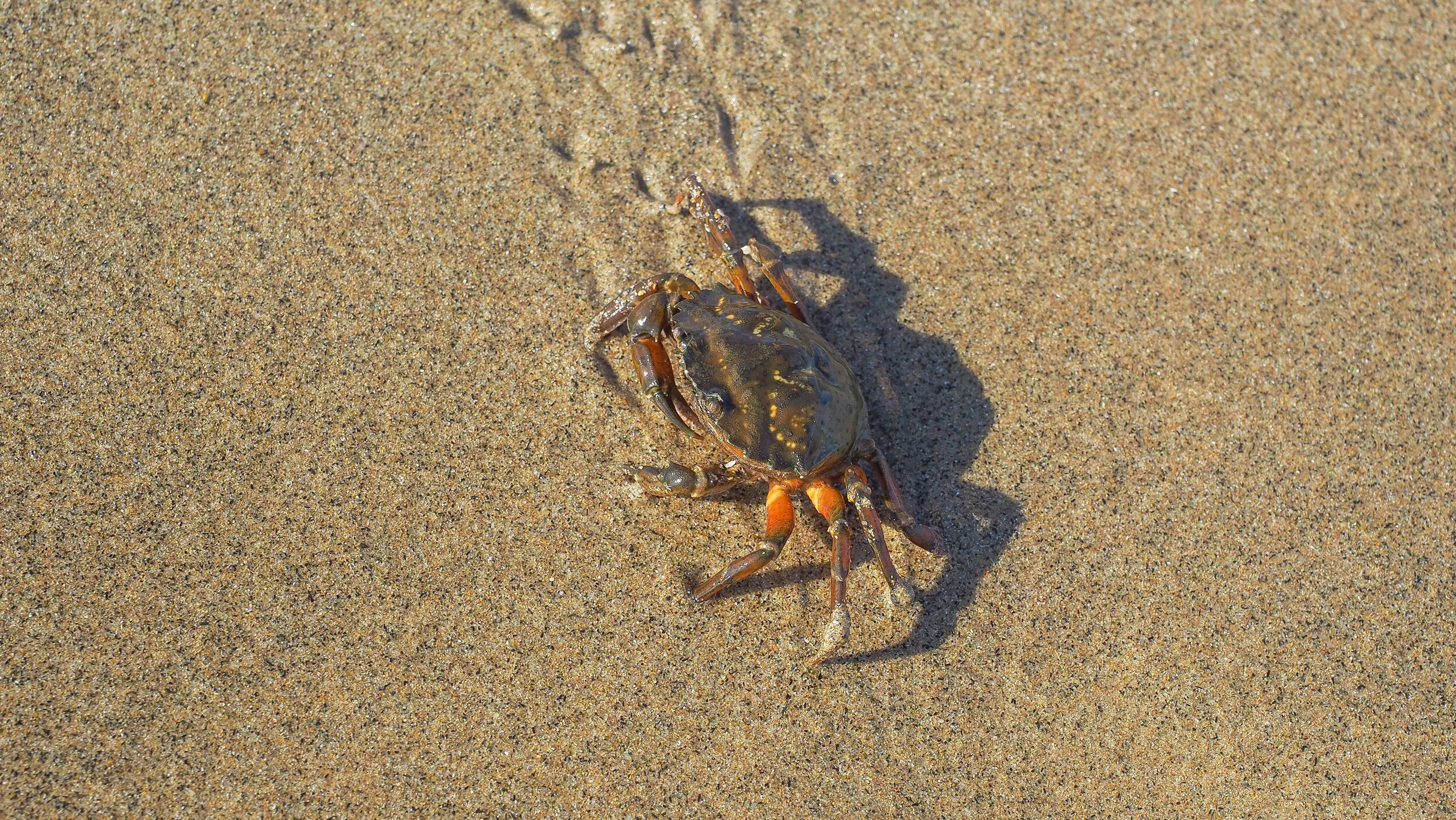 Greencrab.org
