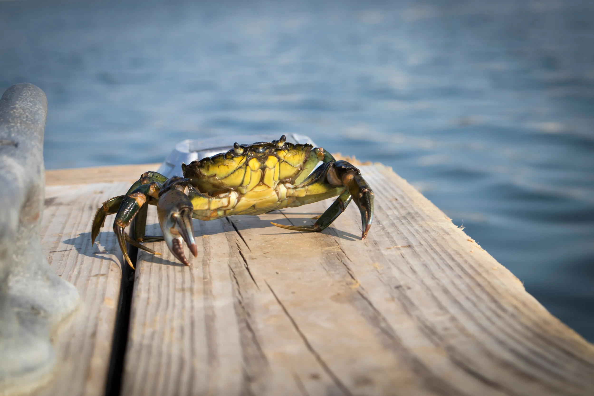 Greencrab.org