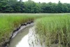 Green Crabs and Climate Change — Greencrab.org
