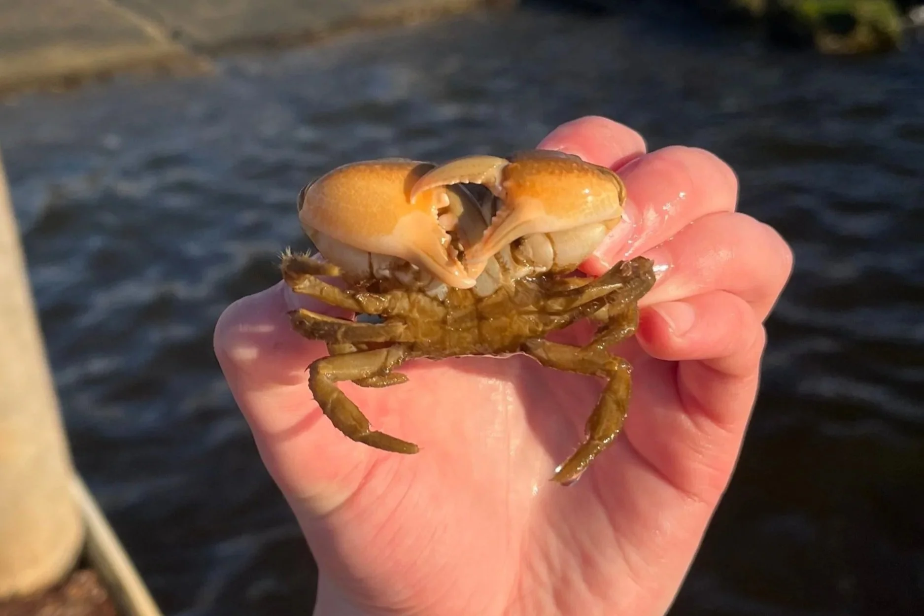 How to Trap Your Own Green Crabs — Greencrab.org