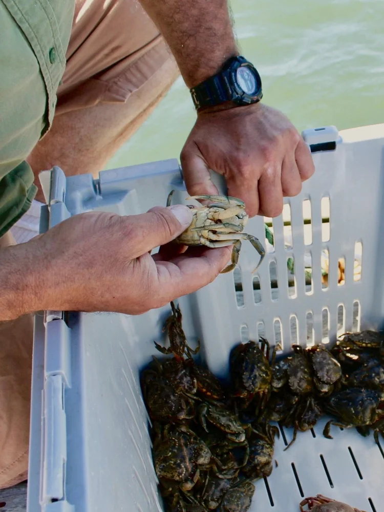 Cooking with Green Crabs FAQ — Greencrab.org
