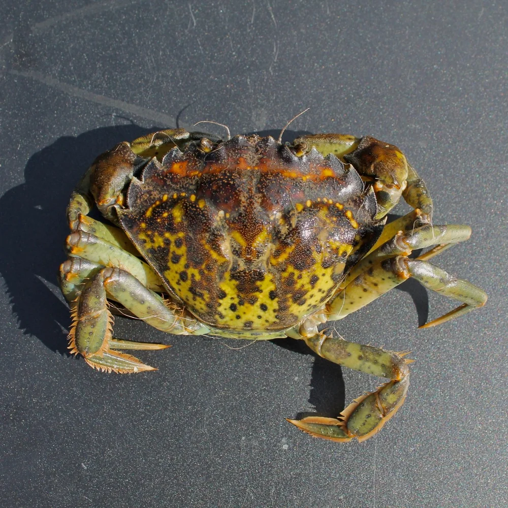How to Trap Your Own Green Crabs — Greencrab.org