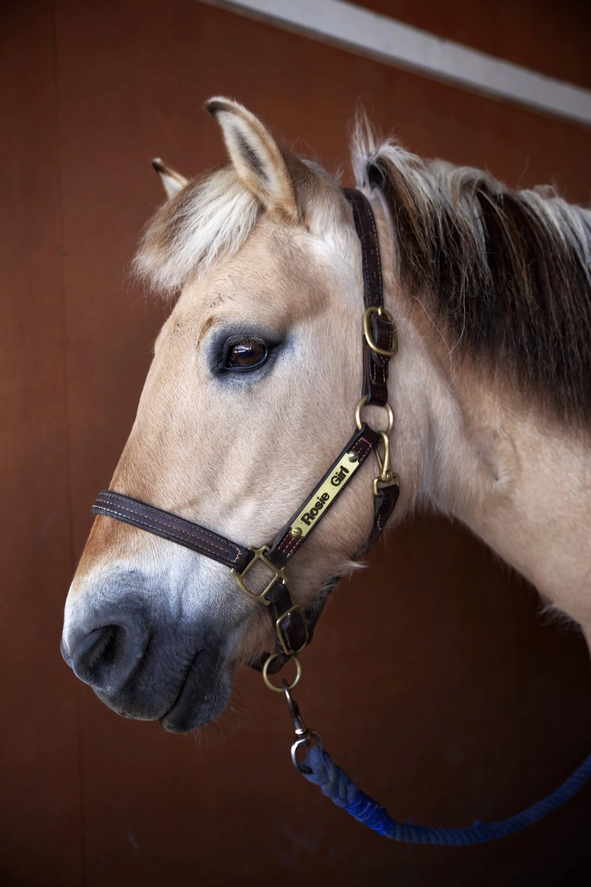 Our Horses — Little Bit Therapeutic Riding Center