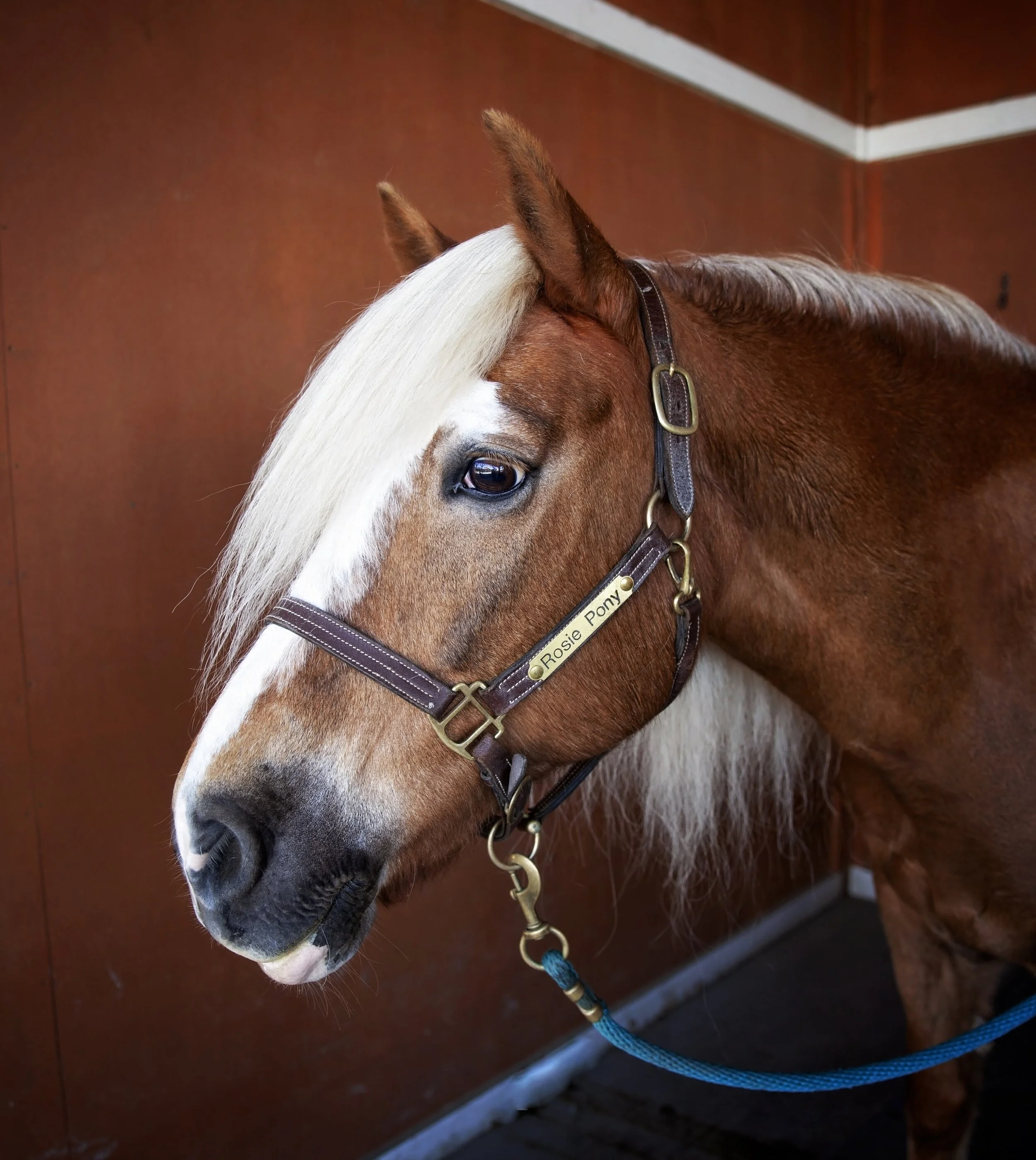 Our Horses — Little Bit Therapeutic Riding Center