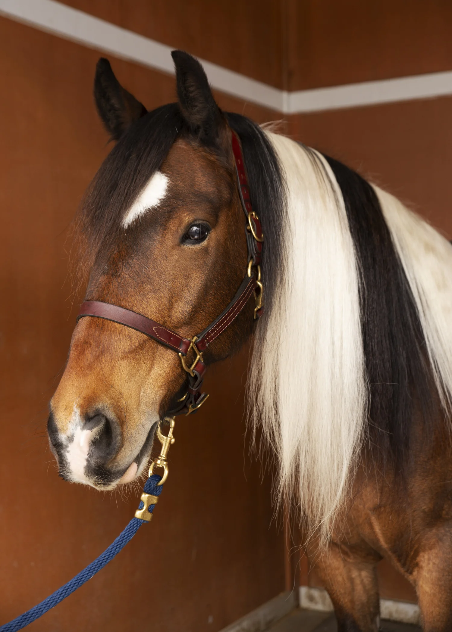 Our Horses — Little Bit Therapeutic Riding Center