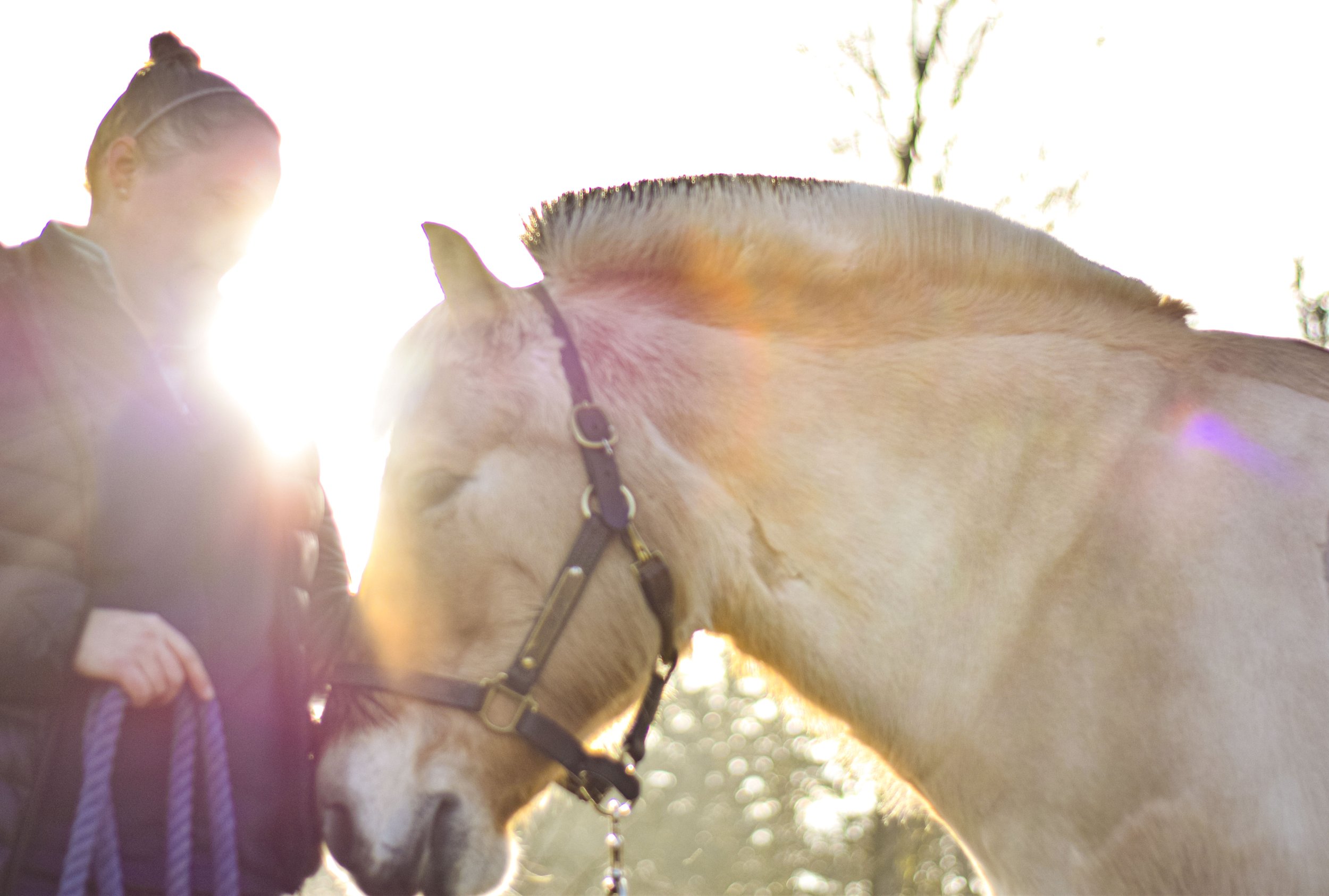 Our Story — Little Bit Therapeutic Riding Center