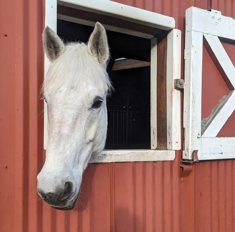 Our Horses — Little Bit Therapeutic Riding Center