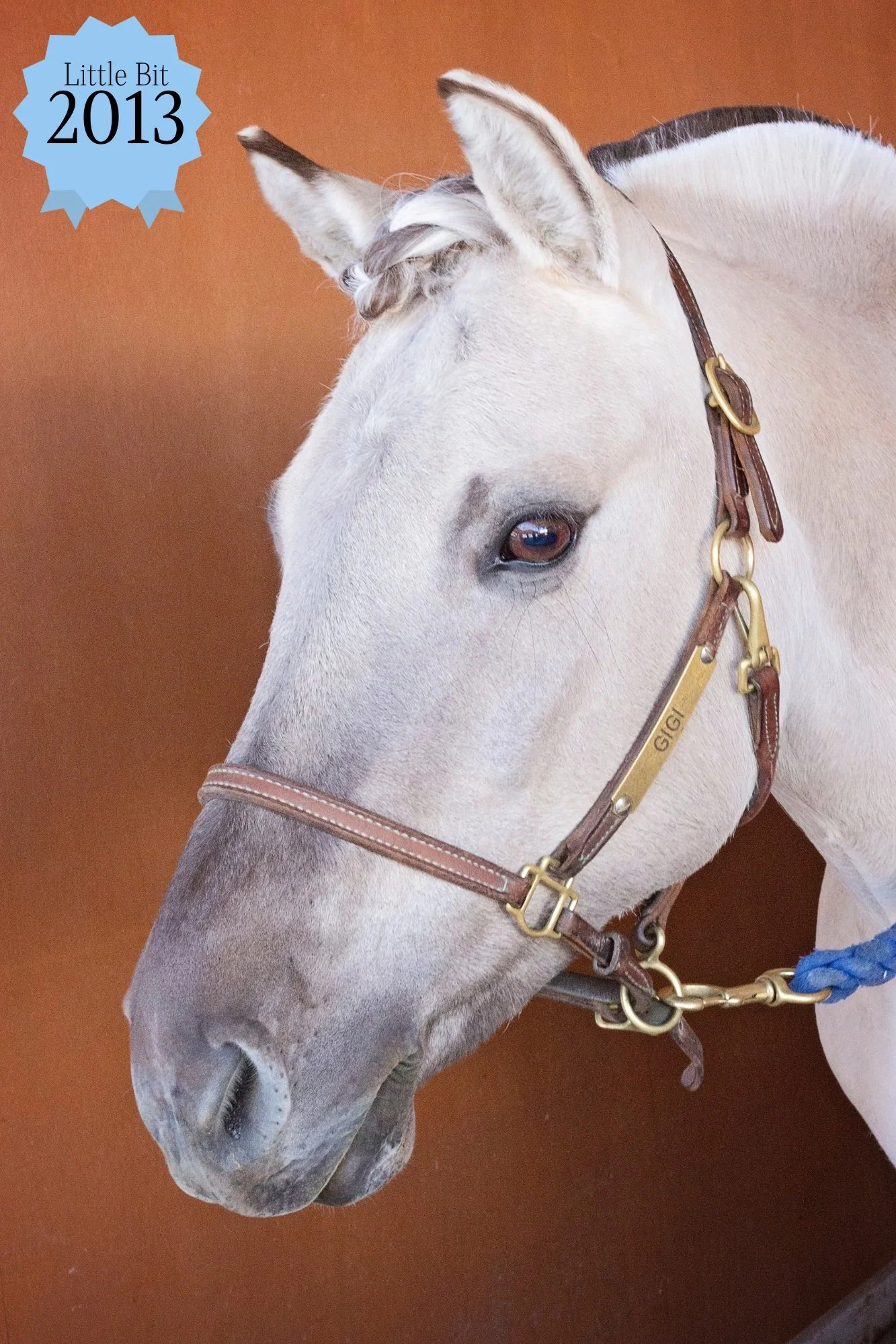 Our Horses — Little Bit Therapeutic Riding Center