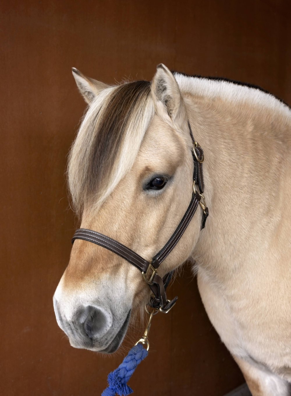 Our Horses — Little Bit Therapeutic Riding Center