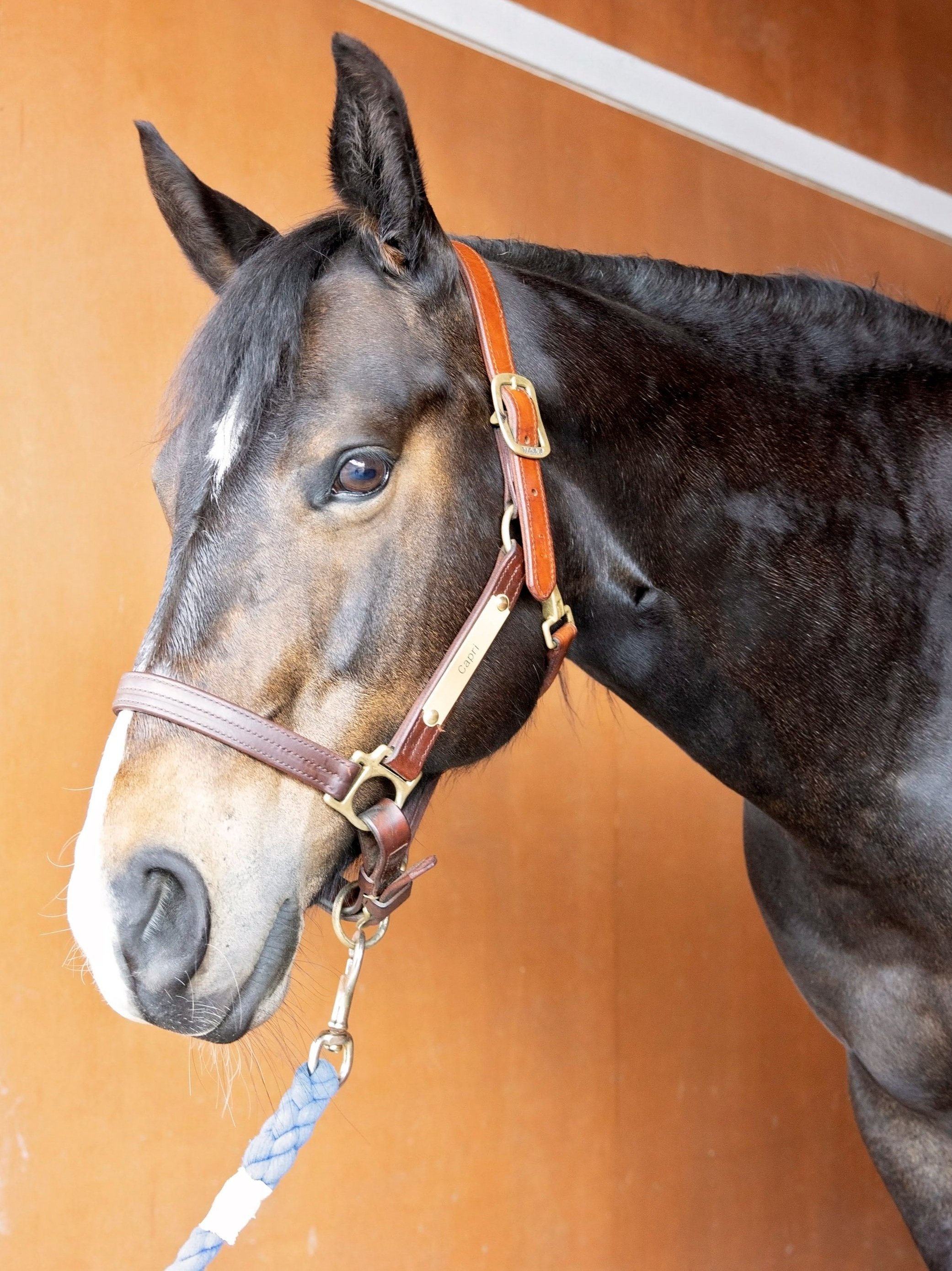 Our Horses — Little Bit Therapeutic Riding Center