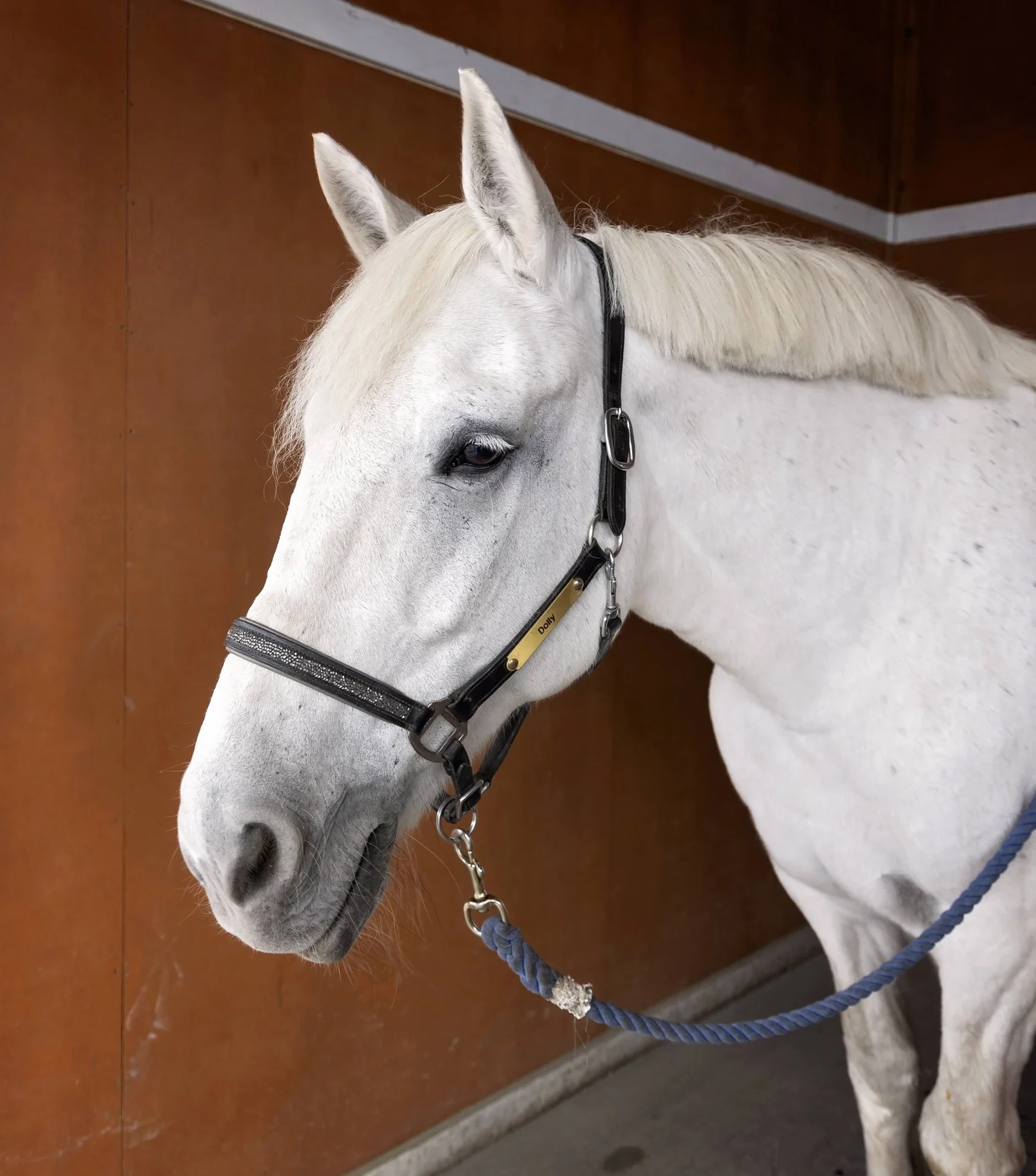 Our Horses — Little Bit Therapeutic Riding Center