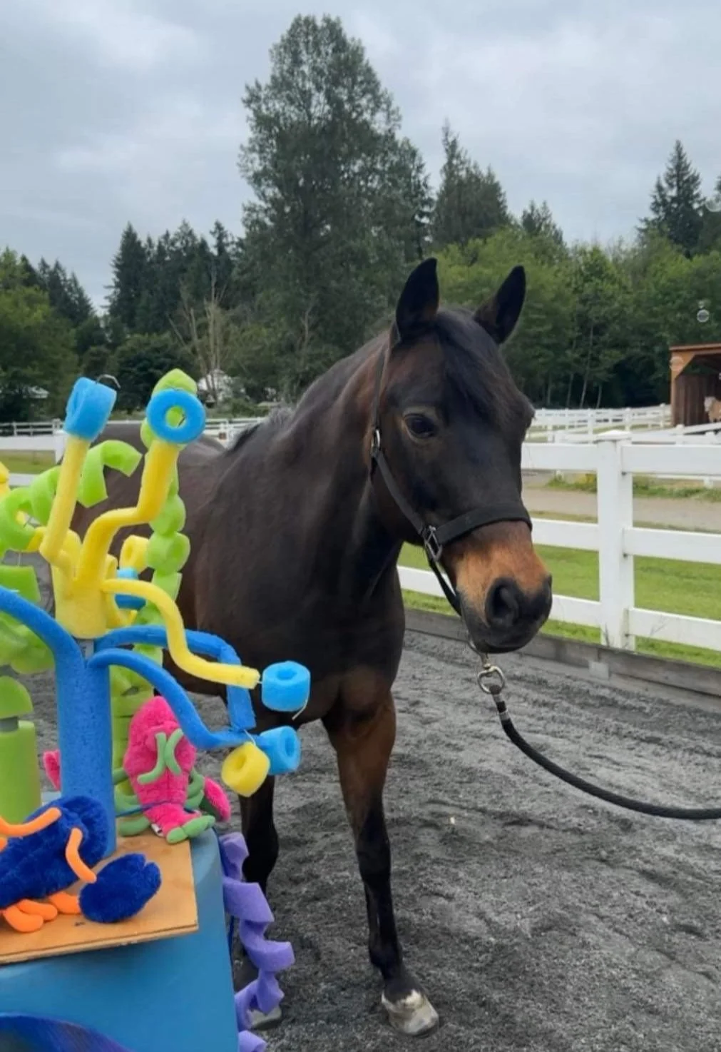 Our Horses — Little Bit Therapeutic Riding Center