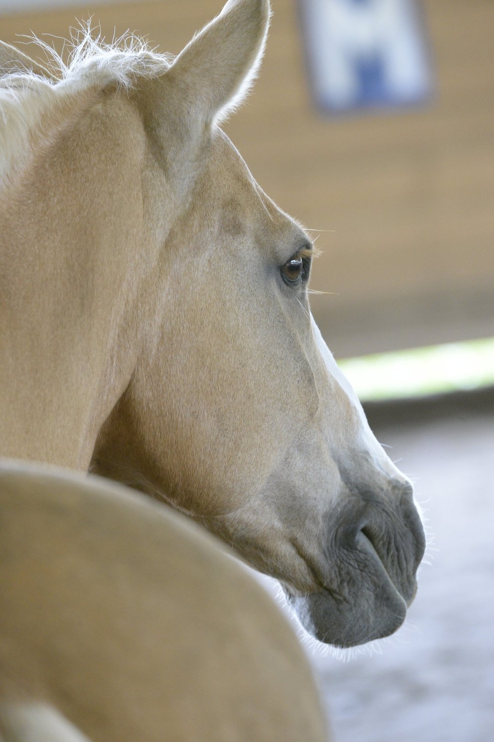 For Current Volunteers - Ground Work Series — Little Bit Therapeutic ...