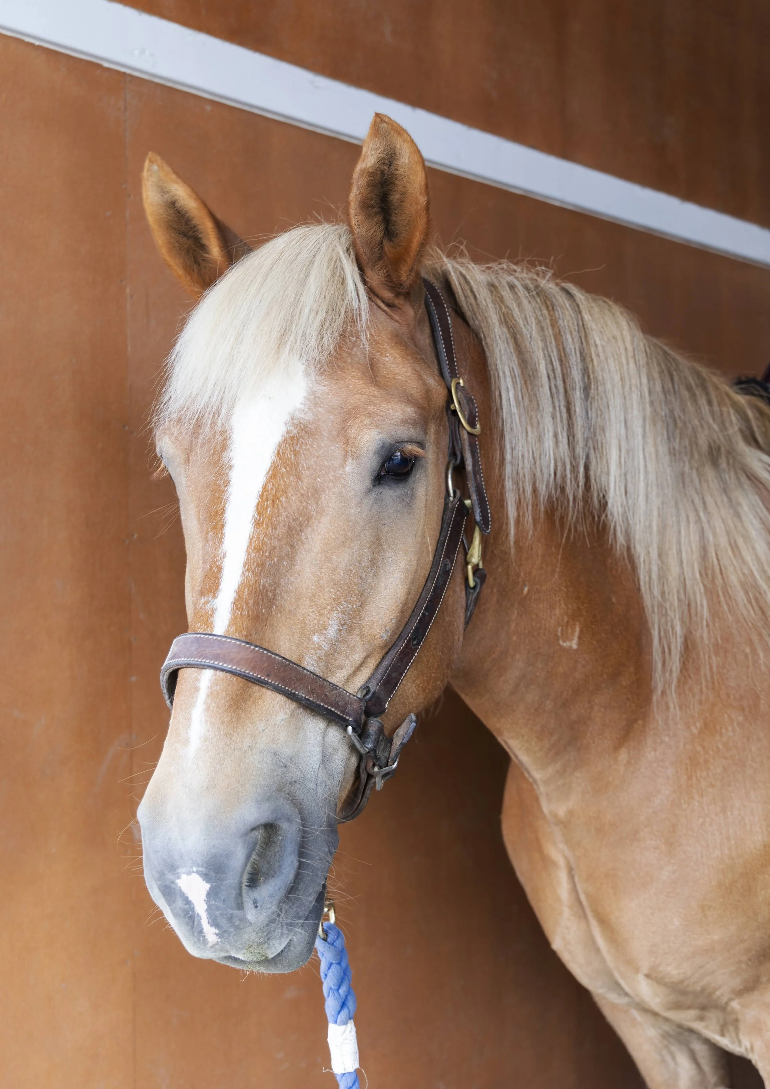 Our Horses — Little Bit Therapeutic Riding Center