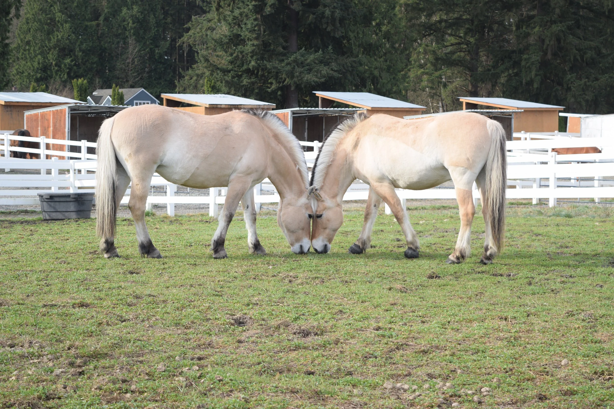 Our Story — Little Bit Therapeutic Riding Center