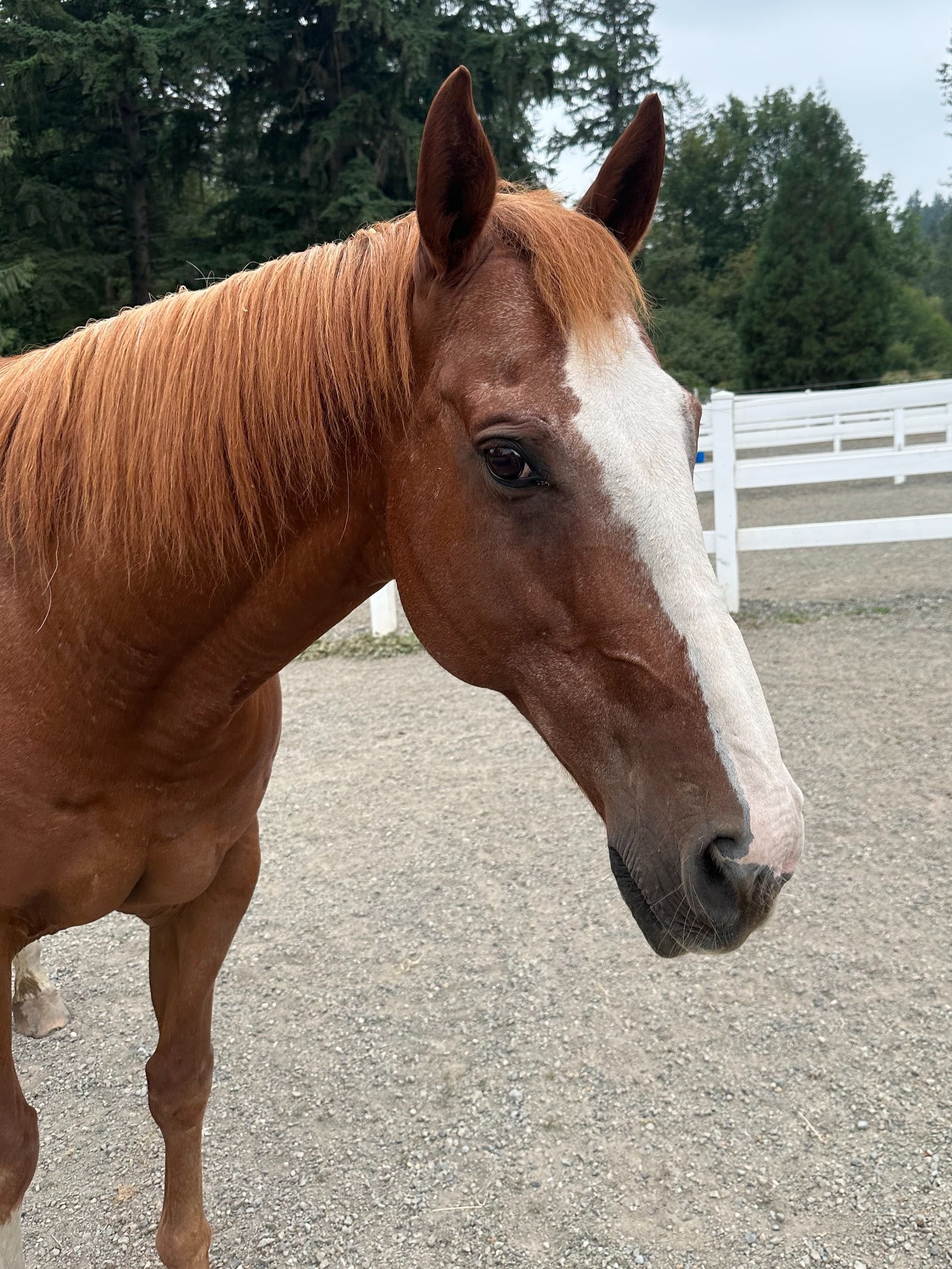 Our Horses — Little Bit Therapeutic Riding Center