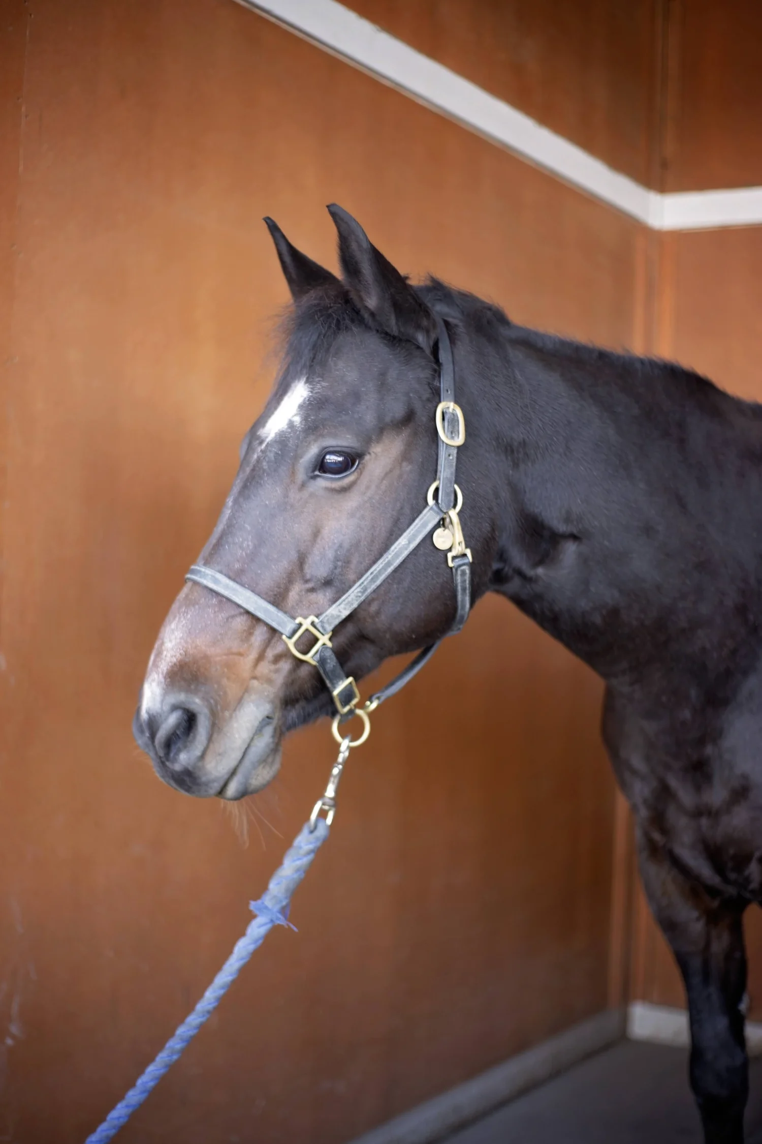 Our Horses — Little Bit Therapeutic Riding Center