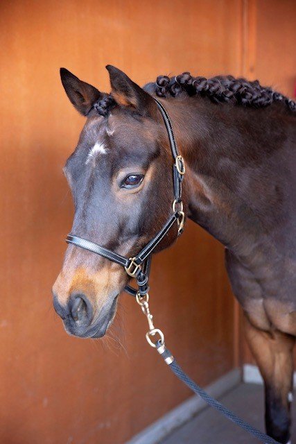 Our Horses — Little Bit Therapeutic Riding Center