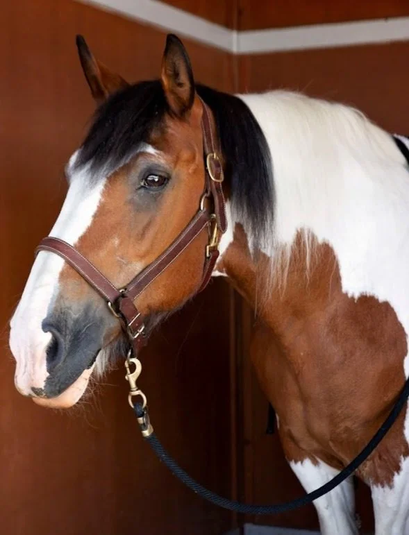 Our Horses — Little Bit Therapeutic Riding Center