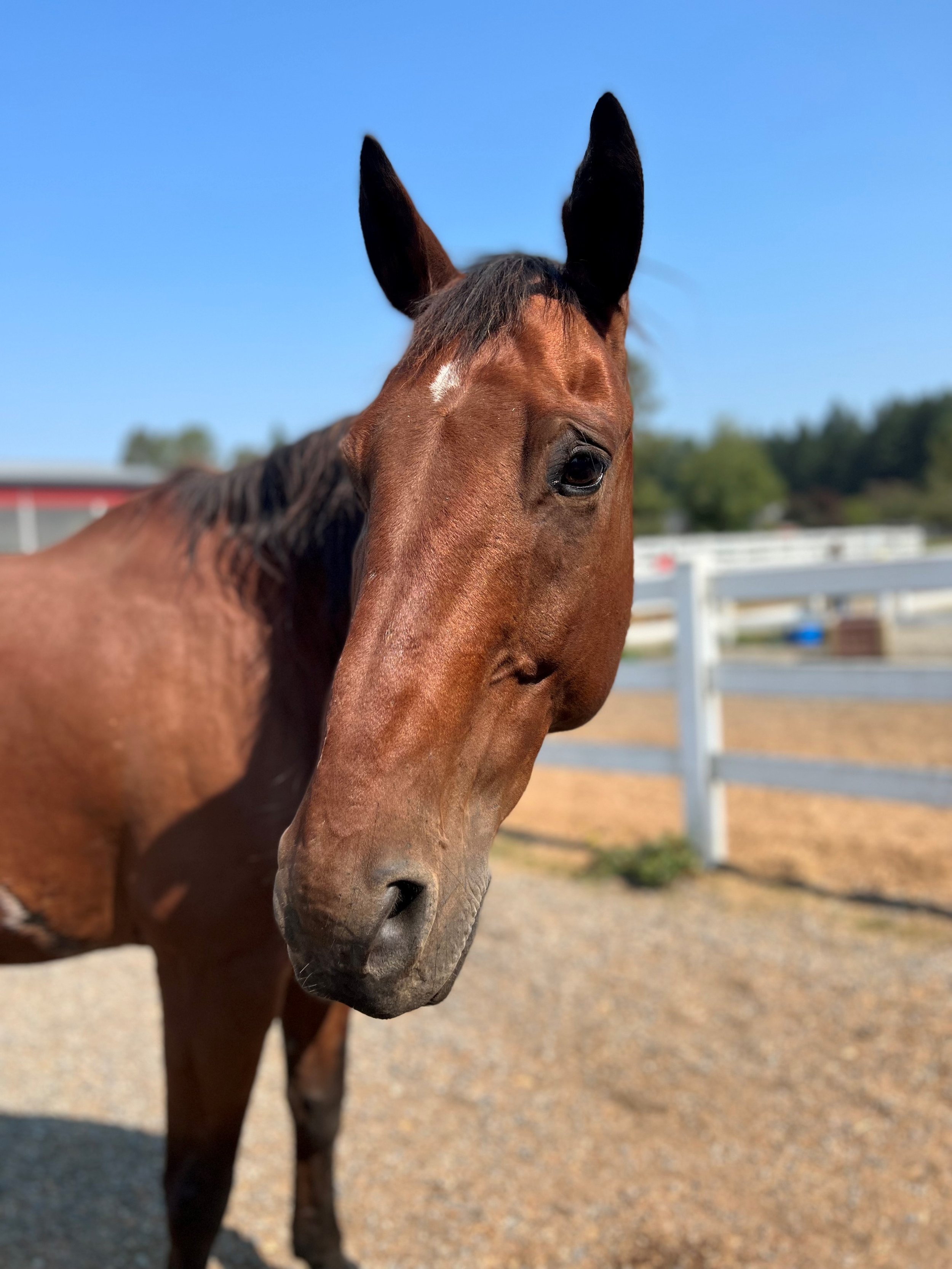 Our Horses — Little Bit Therapeutic Riding Center